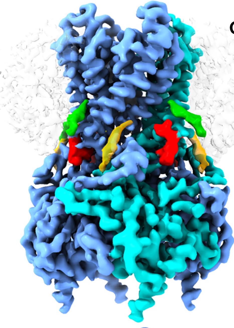 Neuroscience Labs - Icahn School of Medicine