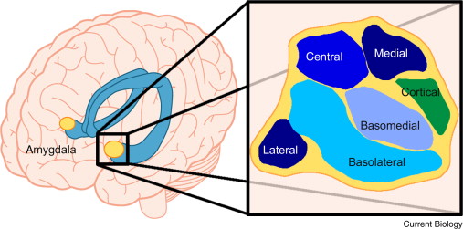 Schiller Lab | Neuroscience Labs - Icahn School of Medicine