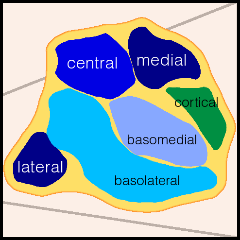Schiller Lab Essays | Neuroscience Labs - Icahn School of Medicine